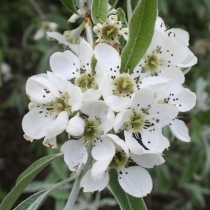 Wilgbladige treur sierpeer | Wilgbladige treur sierpeer