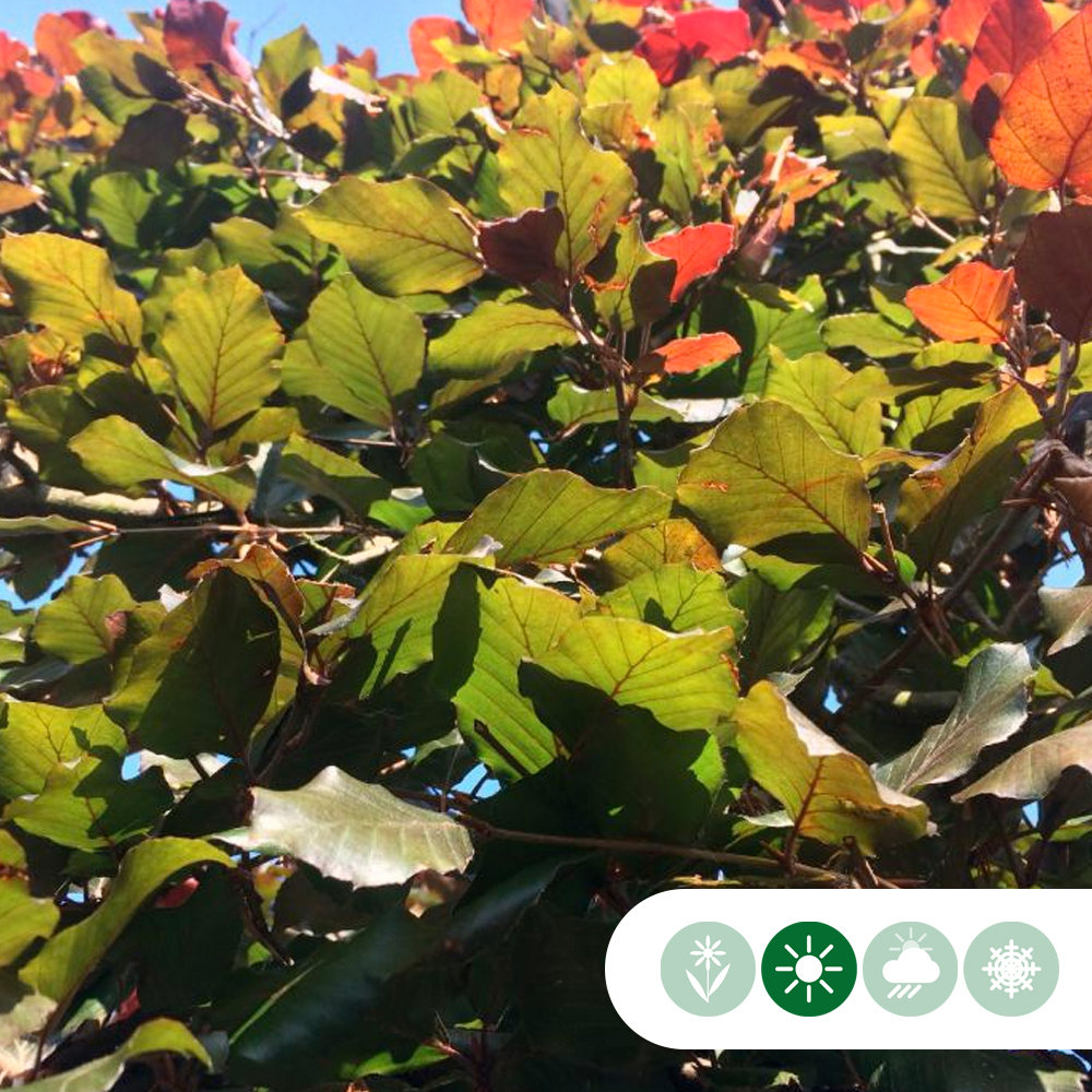 Rode beuk | Rode beuk