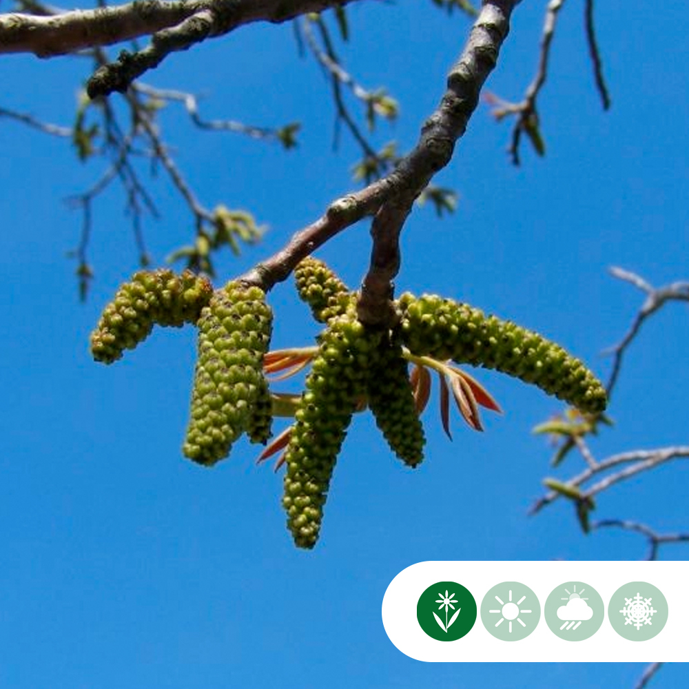Gewone walnotenboom | Gewone walnotenboom