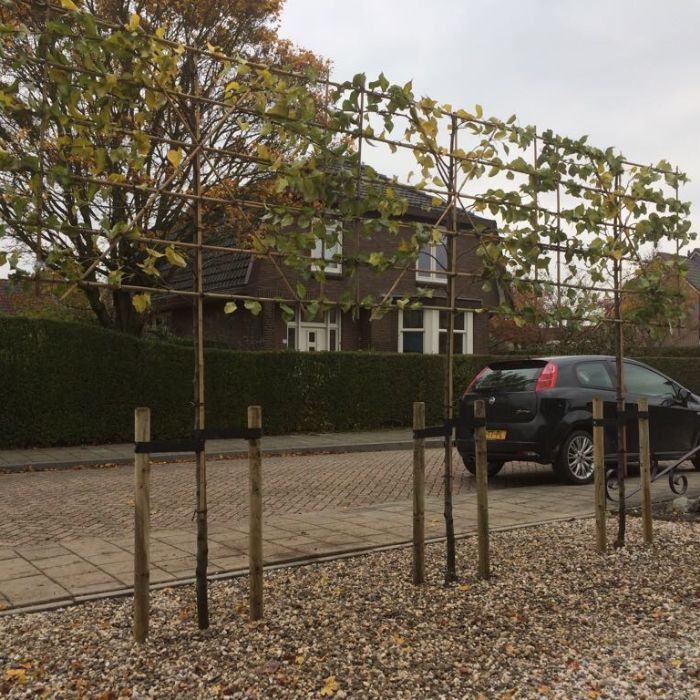 Sierpeer leiboom 180 cm | Sierpeer leiboom 180 cm