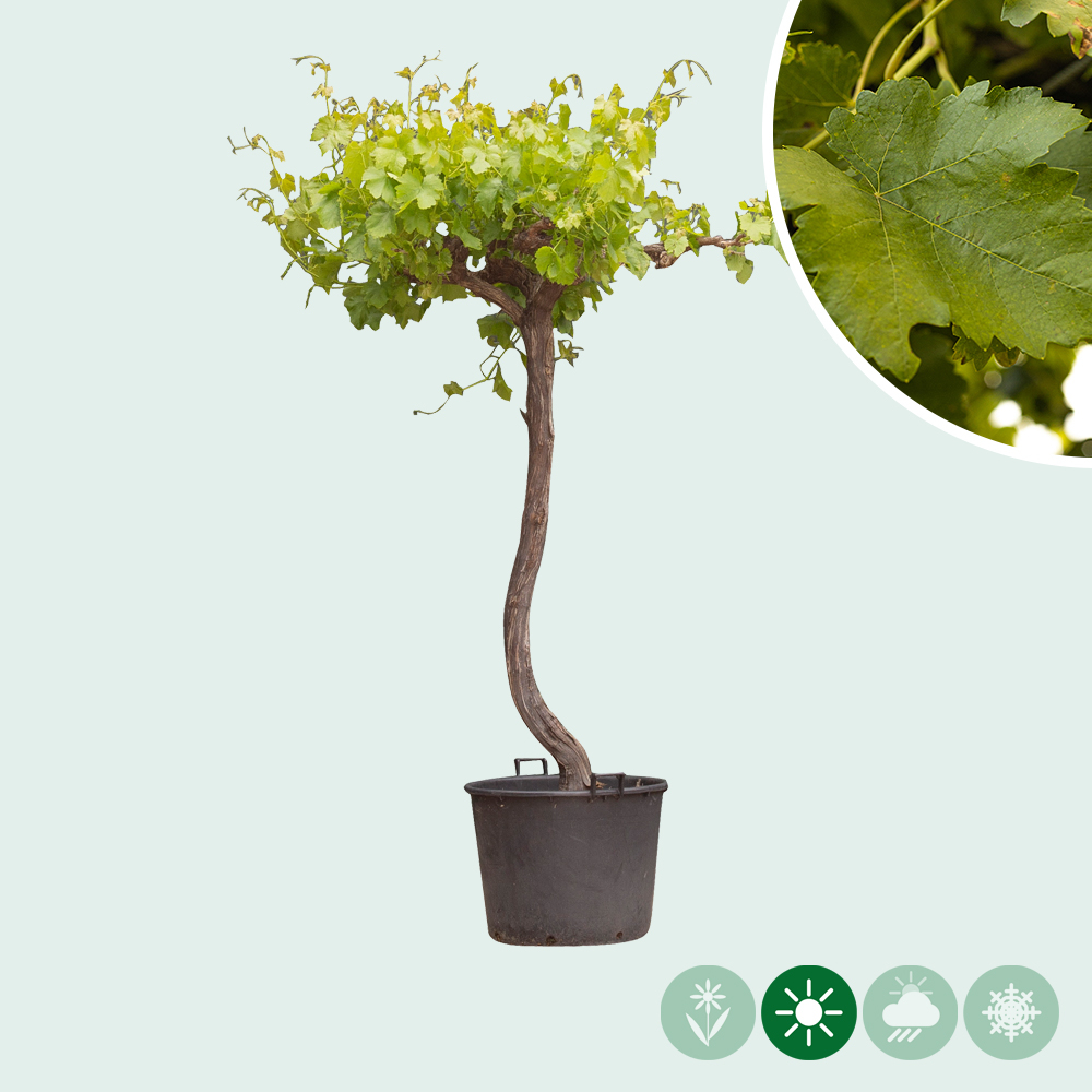 Druivenboom dakvorm | Druivenboom dakvorm