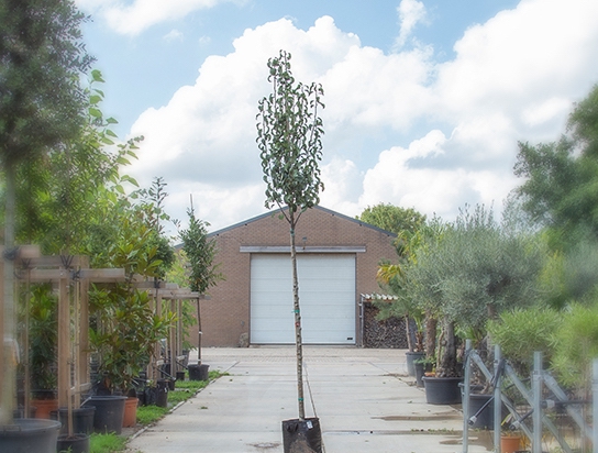 Grote perenboom Conference | Grote perenboom Conference