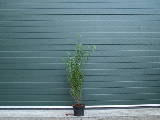 Ligusterhaag 80 cm | Ligusterhaag 80 cm