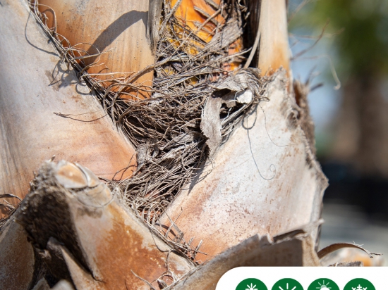 Mexicaanse waaierpalm duostam | Mexicaanse waaierpalm duostam