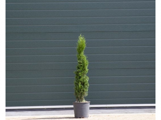 Italiaanse cipresboom 80 cm | Italiaanse cipresboom 80 cm