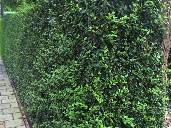 Ligusterhaag 60 cm | Ligusterhaag 60 cm