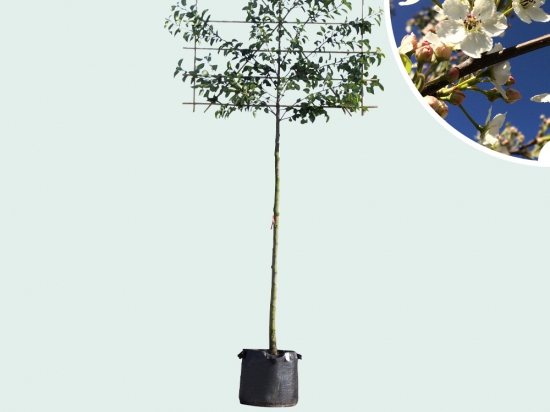 Sierpeer leiboom 150 cm | Sierpeer leiboom 150 cm