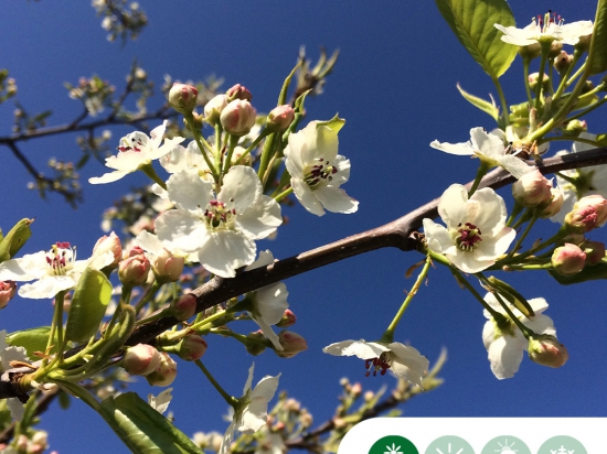 Sierpeer leiboom 150 cm | Sierpeer leiboom 150 cm