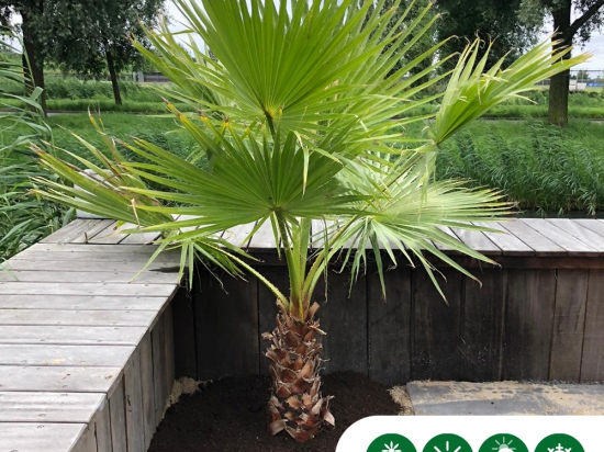 Mexicaanse waaierpalm duostam | Mexicaanse waaierpalm duostam