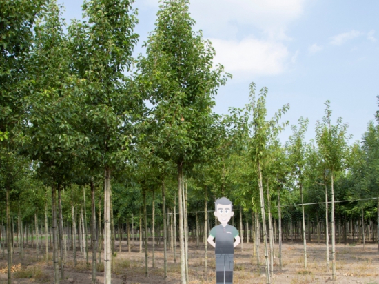 Sierpeer volgroeid | Sierpeer volgroeid