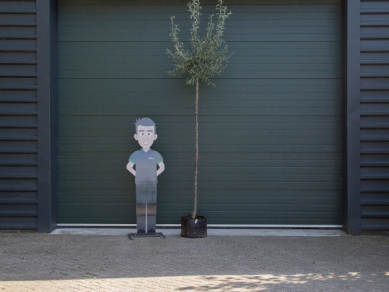 Wilgbladige treur sierpeer | Wilgbladige treur sierpeer