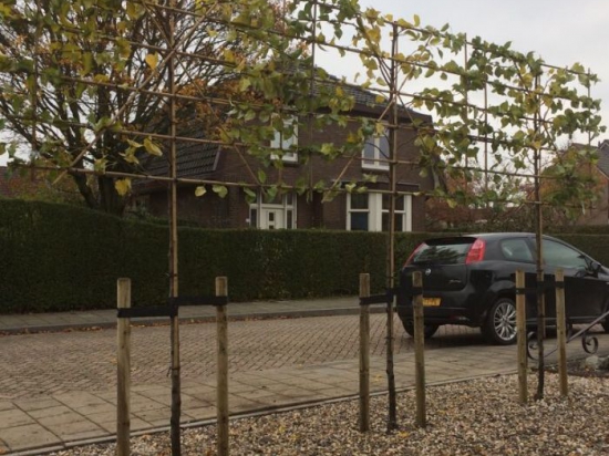 Sierpeer leiboom 200 cm | Sierpeer leiboom 200 cm