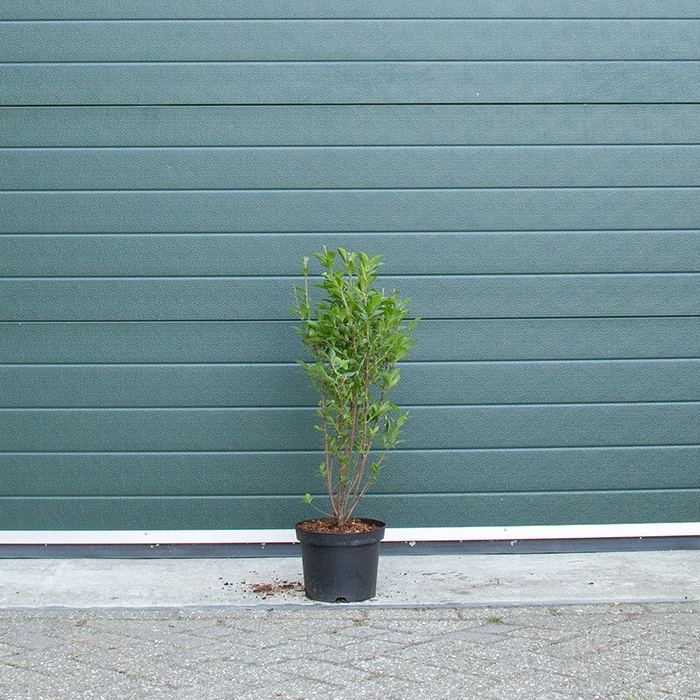 Ligusterhaag 60 cm | Ligusterhaag 60 cm