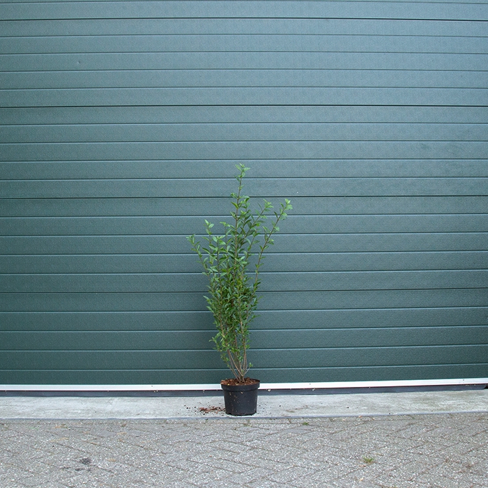 Ligusterhaag 80 cm | Ligusterhaag 80 cm