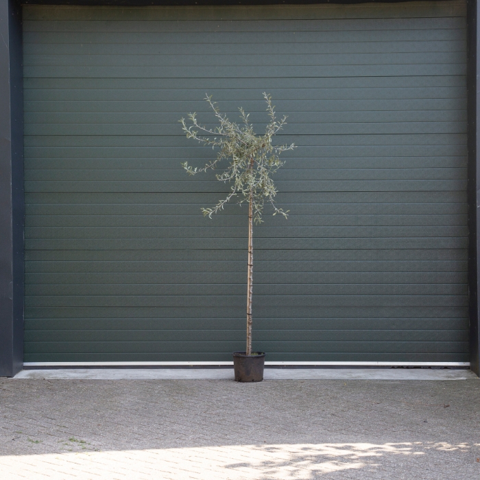 Wilgbladige treur sierpeer | Wilgbladige treur sierpeer