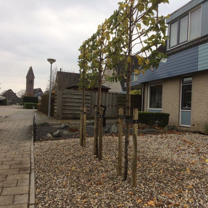 Sierpeer leiboom 180 cm | Sierpeer leiboom 180 cm