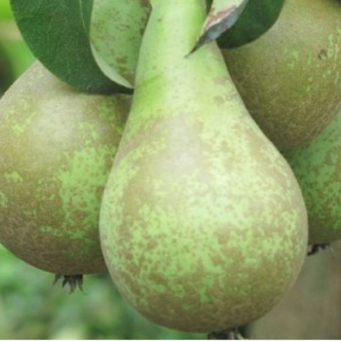 Grote perenboom Conference | Grote perenboom Conference