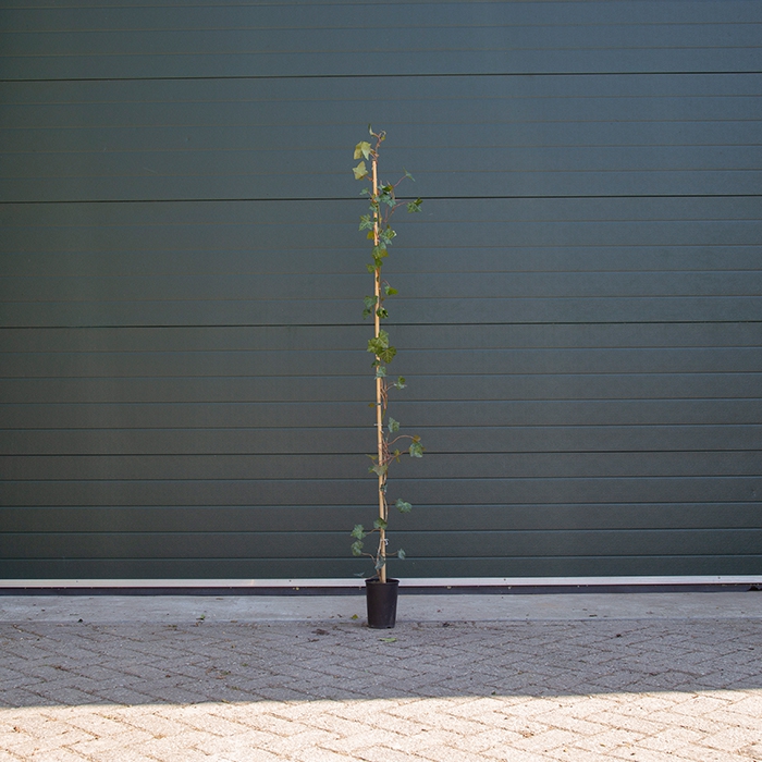 Klimophaag 200 cm | Klimophaag 200 cm