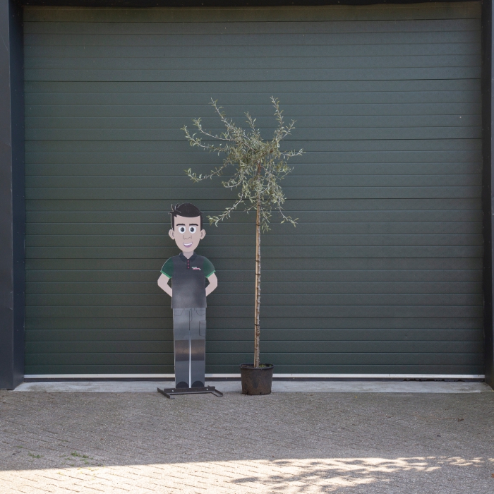 Wilgbladige treur sierpeer | Wilgbladige treur sierpeer