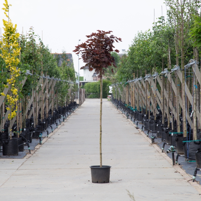 Rode bol esdoorn 150 cm stamhoogte | Rode bol esdoorn 150 cm stamhoogte