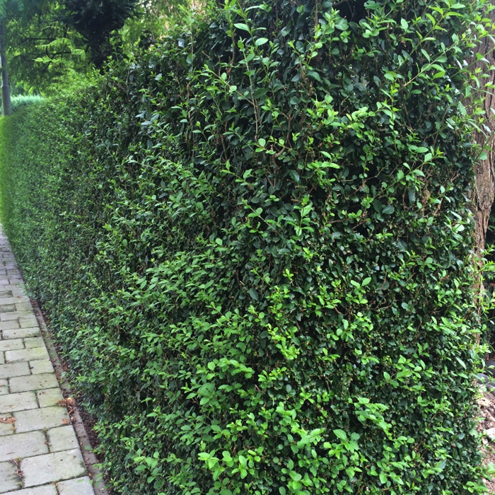 Ligusterhaag 40 cm | Ligusterhaag 40 cm