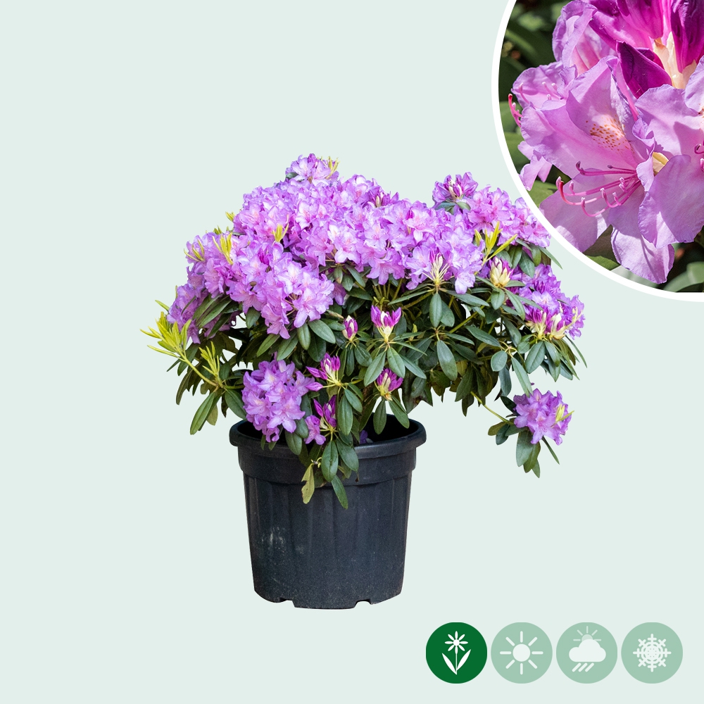 Rhododendron Catawbiense boursault | Rhododendron Catawbiense boursault