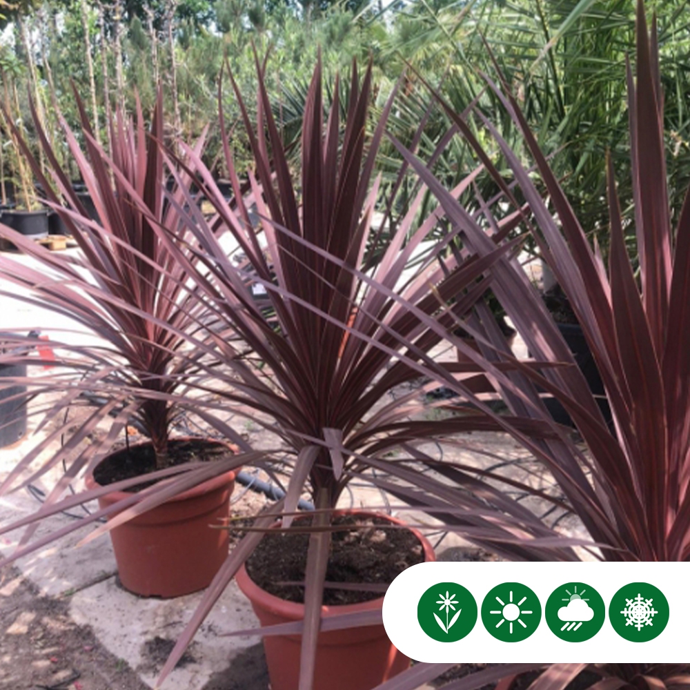 Rode Koolpalm | Rode Koolpalm