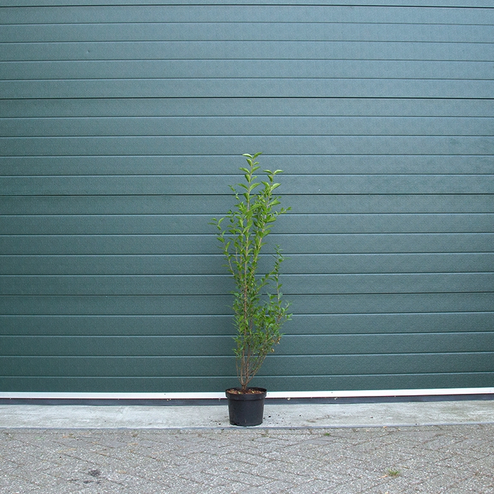 Ligusterhaag 100 cm | Ligusterhaag 100 cm