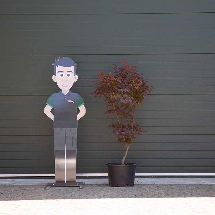 Rode Japanse esdoorn 'Bloodgood' | Rode Japanse esdoorn 'Bloodgood'