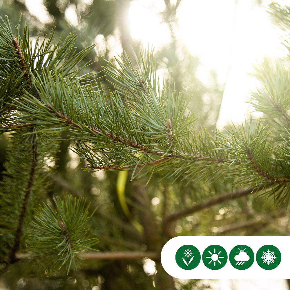 Grove Den | Grove Den