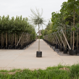 Sierpeer (Pyrus calleryana 'Chanticleer') - Bomenbezorgd.nl