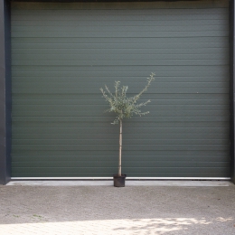 Wilgbladige treur sierpeer | Wilgbladige treur sierpeer