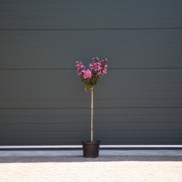 Lagerstroemia indica kopen (winterharde boom) - Bomenbezorgd.nl