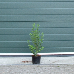 Ligusterhaag kopen - Gratis bezorging bij Bomenbezorgd.nl