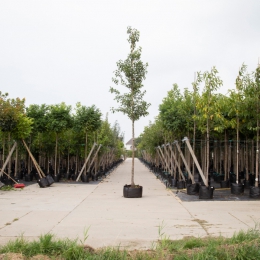 Sierpeer (Pyrus calleryana 'Chanticleer') - Bomenbezorgd.nl