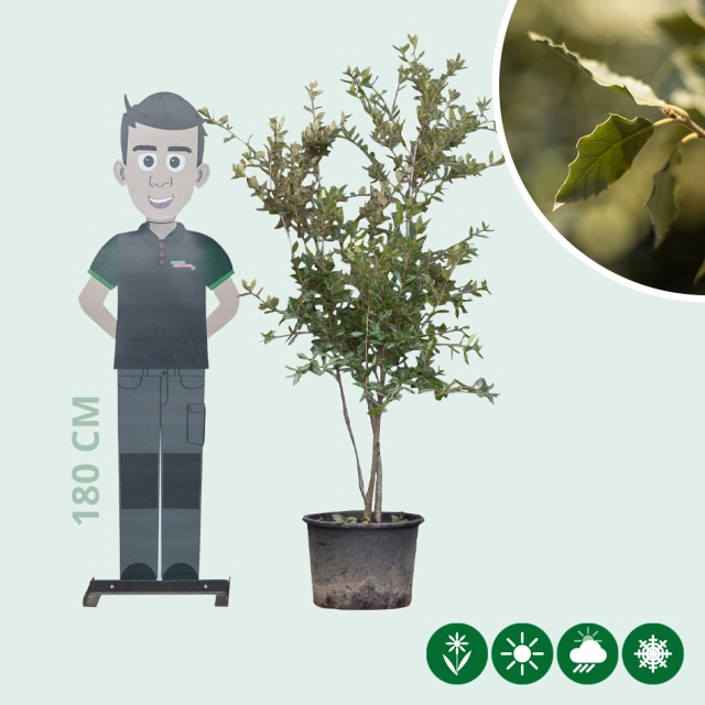 Steeneik meerstammig kopen vanaf 185,- - Bomenbezorgd.nl