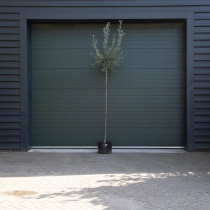 Wilgbladige treur sierpeer kopen, wilgbladige treur sierpeer bestellen ...