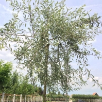 Wilgbladige treur sierpeer kopen, wilgbladige treur sierpeer bestellen ...