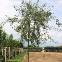 Wilgbladige treur sierpeer kopen, wilgbladige treur sierpeer bestellen ...