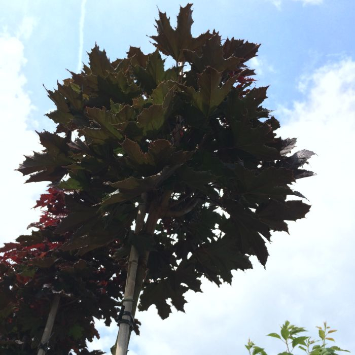 Rode bol esdoorn 220 cm stamhoogte | Rode bol esdoorn 220 cm stamhoogte