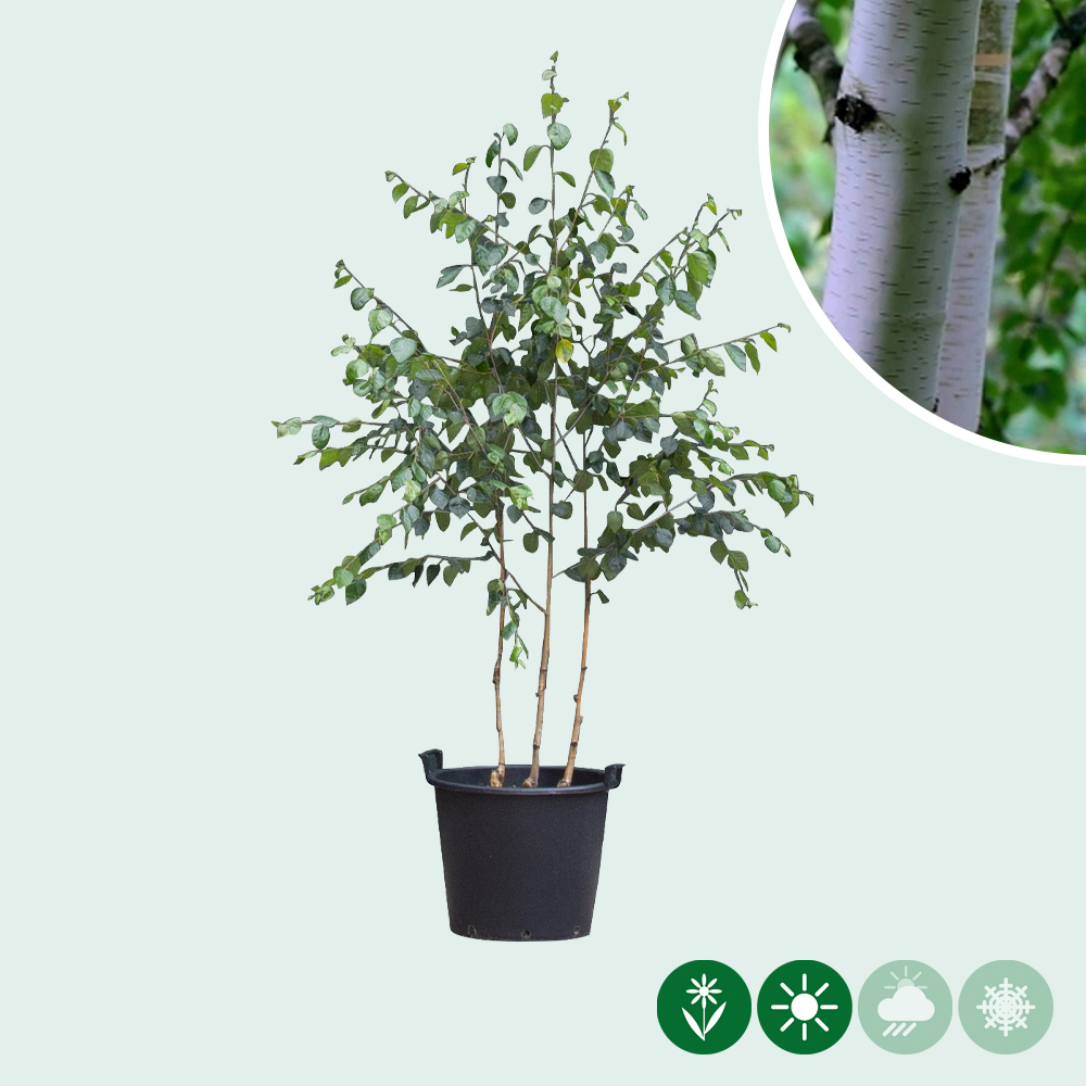 Witte berk meerstammig | Witte berk meerstammig