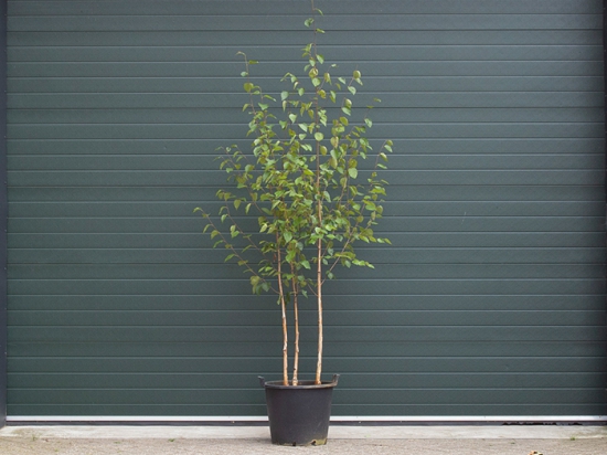 Witte berk meerstammig | Witte berk meerstammig