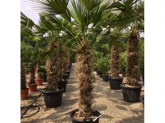 Wagner palm 100 cm stamhoogte | Wagner palm 100 cm stamhoogte
