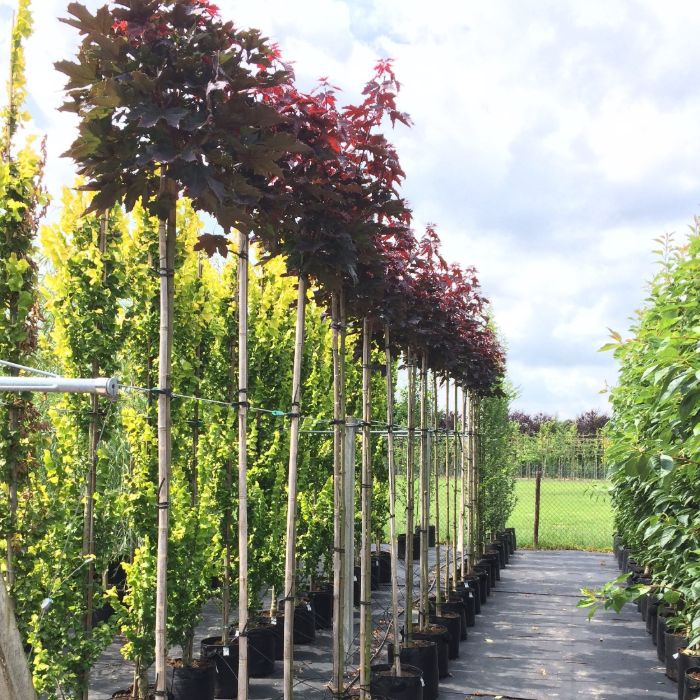 Rode bol esdoorn 220 cm stamhoogte | Rode bol esdoorn 220 cm stamhoogte