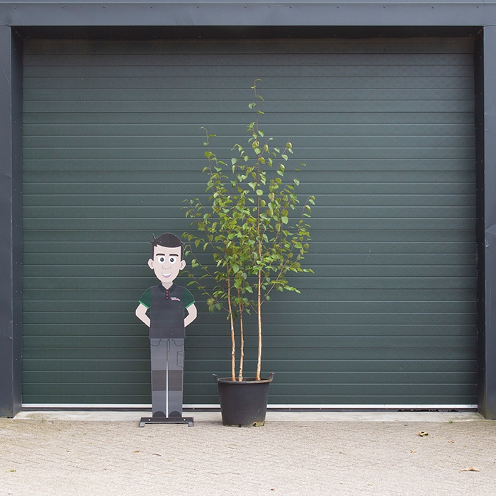 Witte berk meerstammig | Witte berk meerstammig