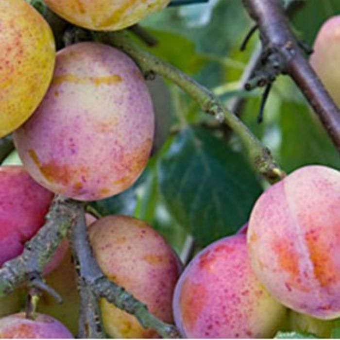 Grote pruimenboom Victoria | Grote pruimenboom Victoria