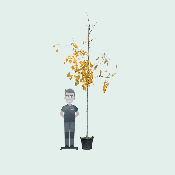Geelhout | Geelhout
