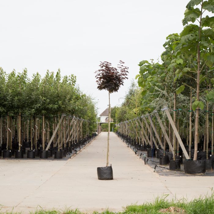 Rode bol esdoorn 220 cm stamhoogte | Rode bol esdoorn 220 cm stamhoogte