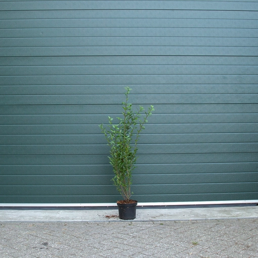 Ligusterhaag kopen - Gratis bezorging bij Bomenbezorgd.nl