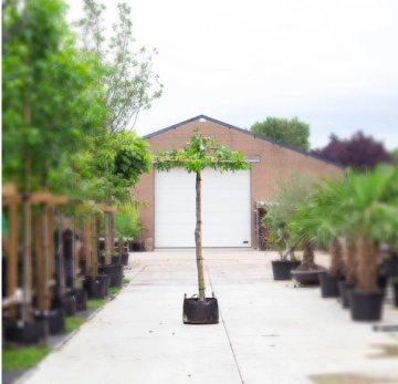 Amberboom kopen (Liquidambar styraciflua) - Gratis bezorging | Bomenbezorgd.nl!